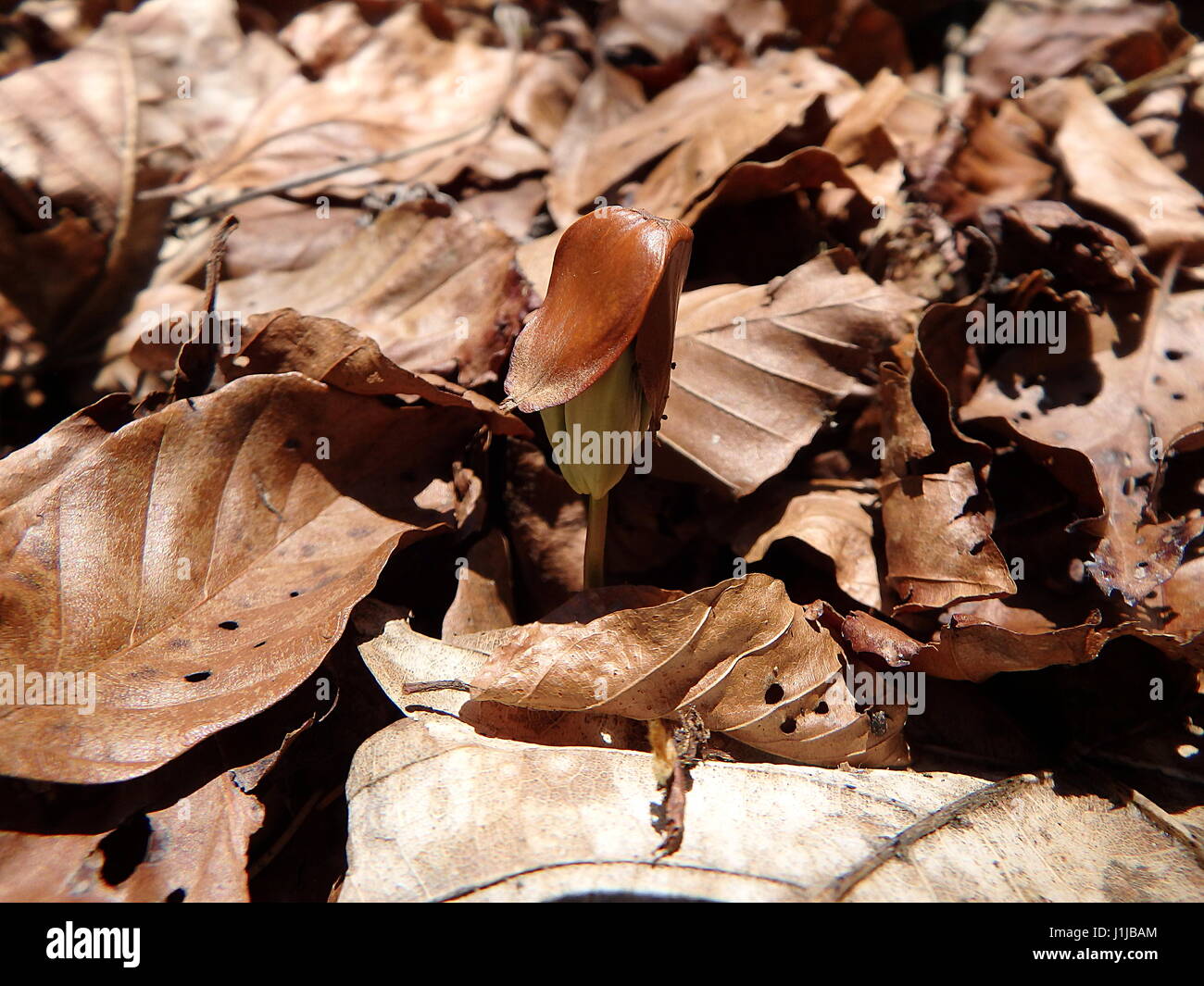 Beech nut shell hi-res stock photography and images - Alamy