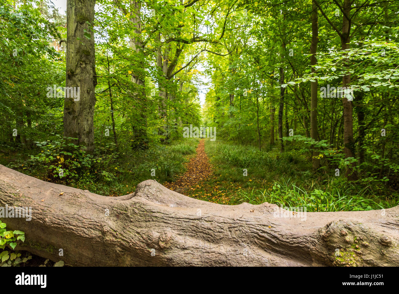 A fallen tree on the footpath in english forest Stock Photo - Alamy