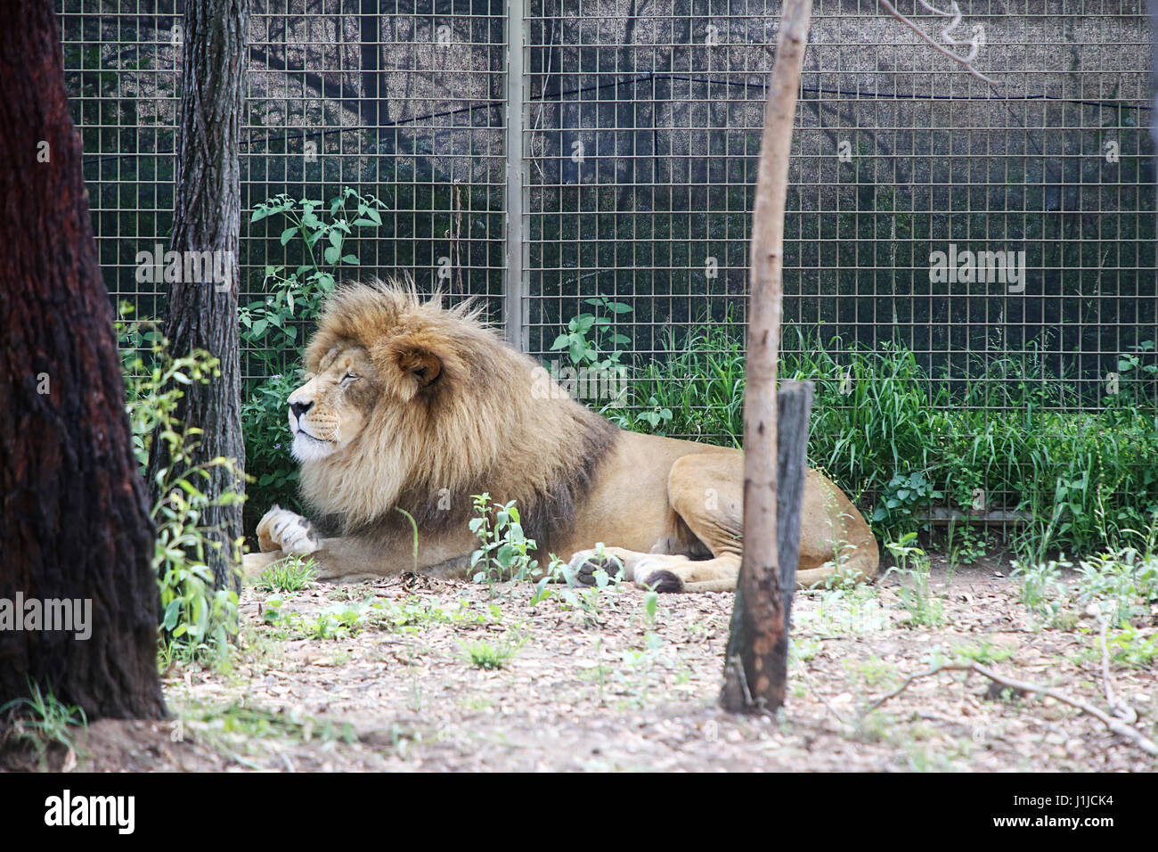 DUBBO, AUSTRALIA - JANUARY 4, 2017: Lion from Taronga Western Plains ...