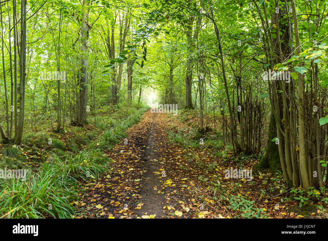 Day view of the footpath in english forest park Stock Photo - Alamy