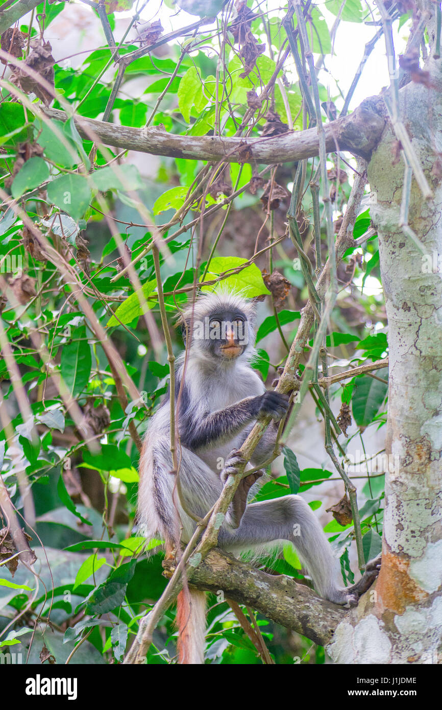 Colobus Monkey Tail High Resolution Stock Photography and Images - Alamy