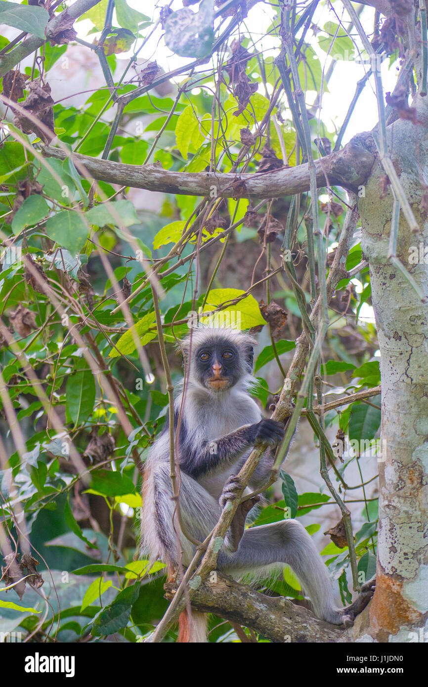 Endangered Zanzibar red colobus monkey (Procolobus kirkii ... Endangered Zanzibar red colobus monkey (Procolobus kirkii ...