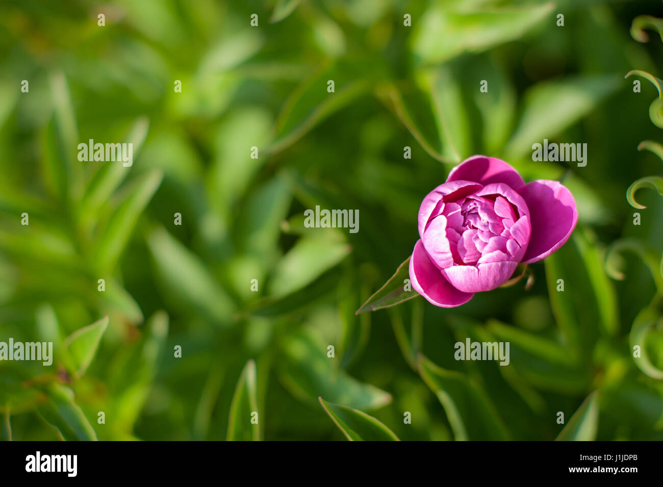 Canadaflowers hi-res stock photography and images - Alamy