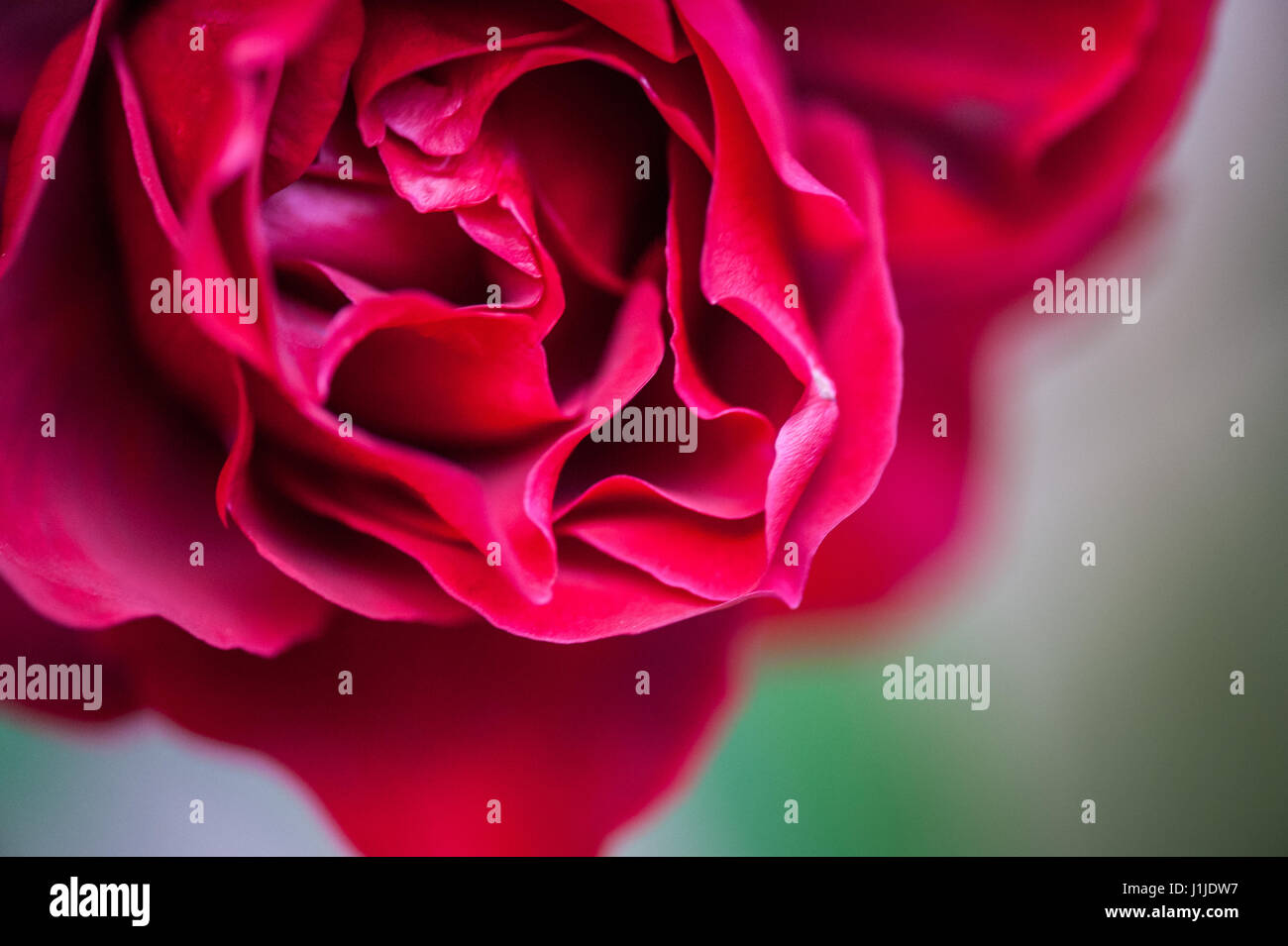 Red rose photographed by macro lens and soft lights Stock Photo - Alamy
