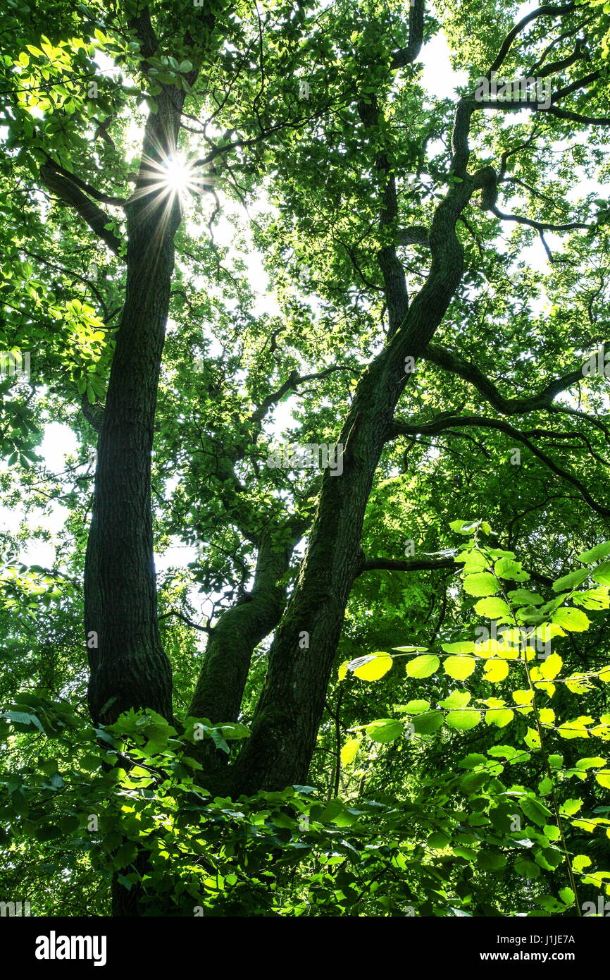 Sun dappled leaf hi-res stock photography and images - Alamy