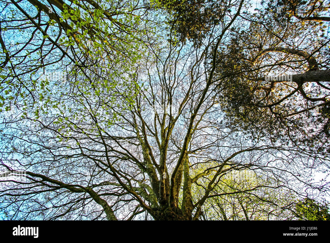 Trees tower overhead Stock Photo - Alamy