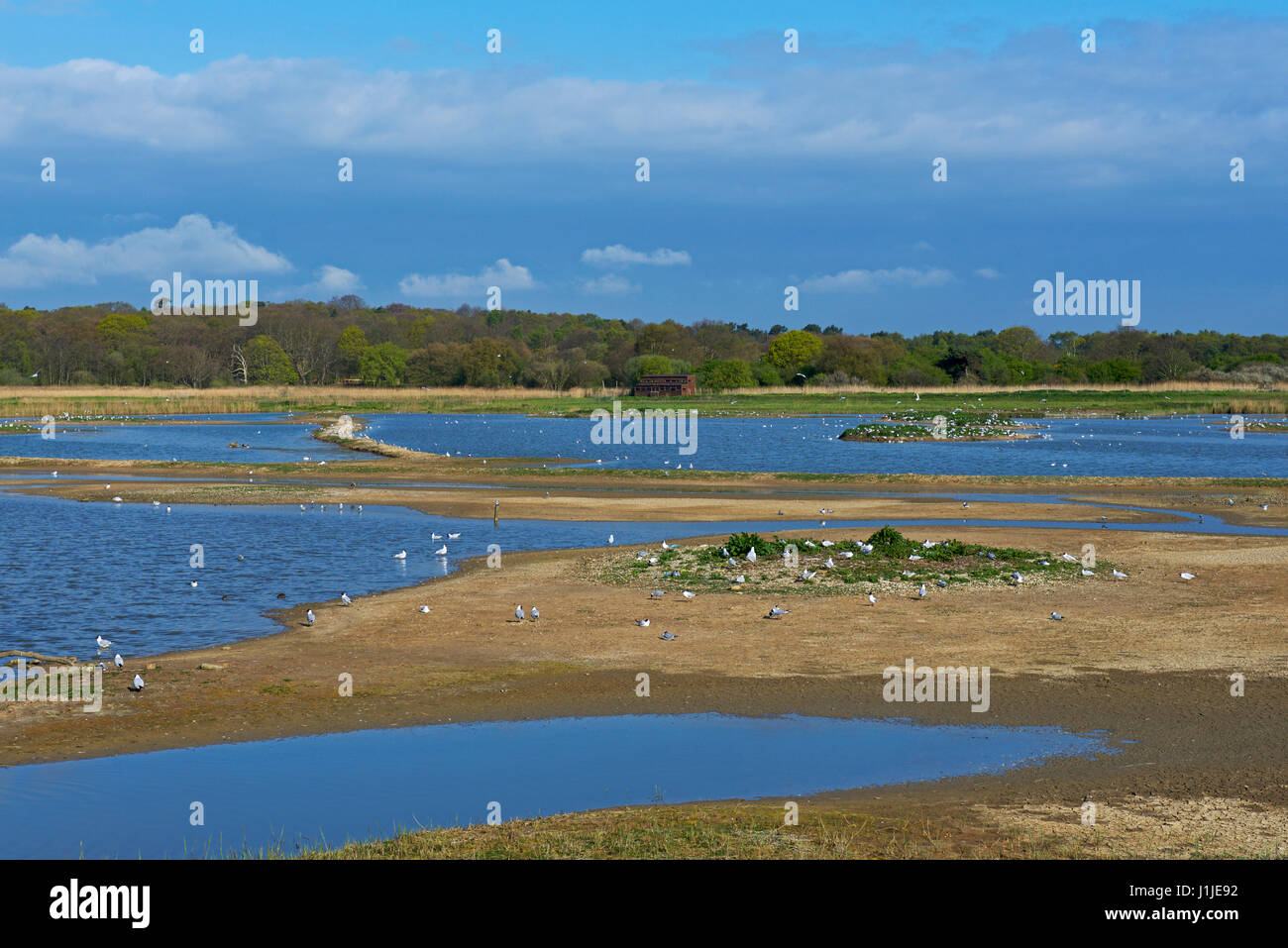 Minsmere reserve birds hi-res stock photography and images - Alamy