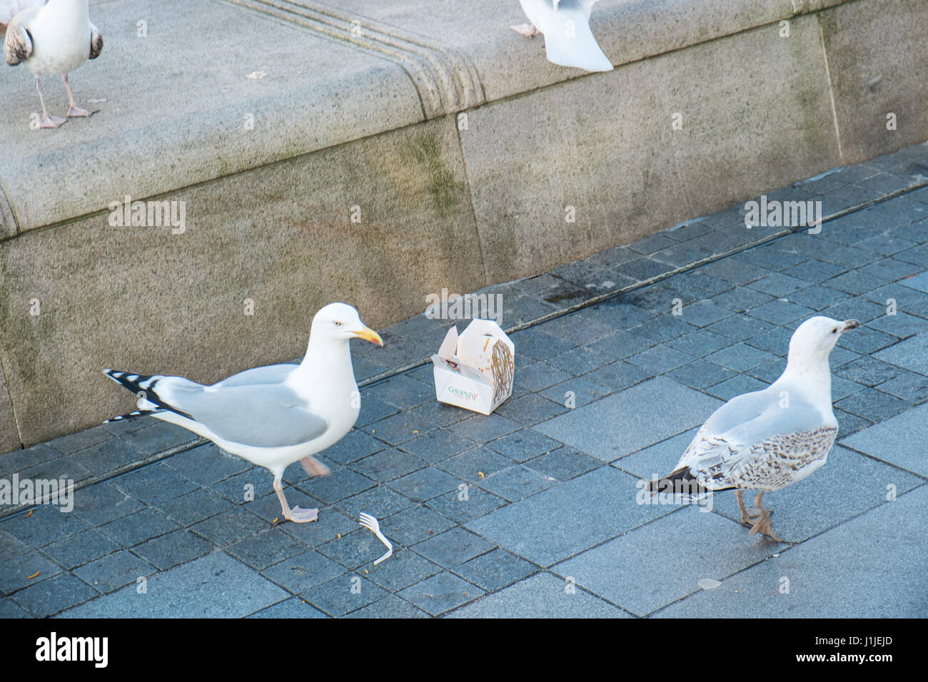 seagull,scavenging,attacking,food,container,Liverpool,Merseyside ...