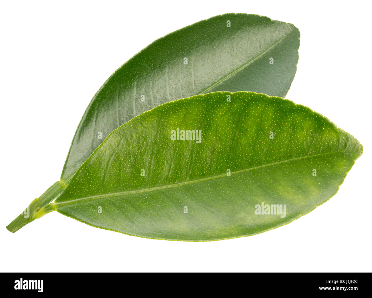 mandarin leaves isolated on a white background Stock Photo - Alamy