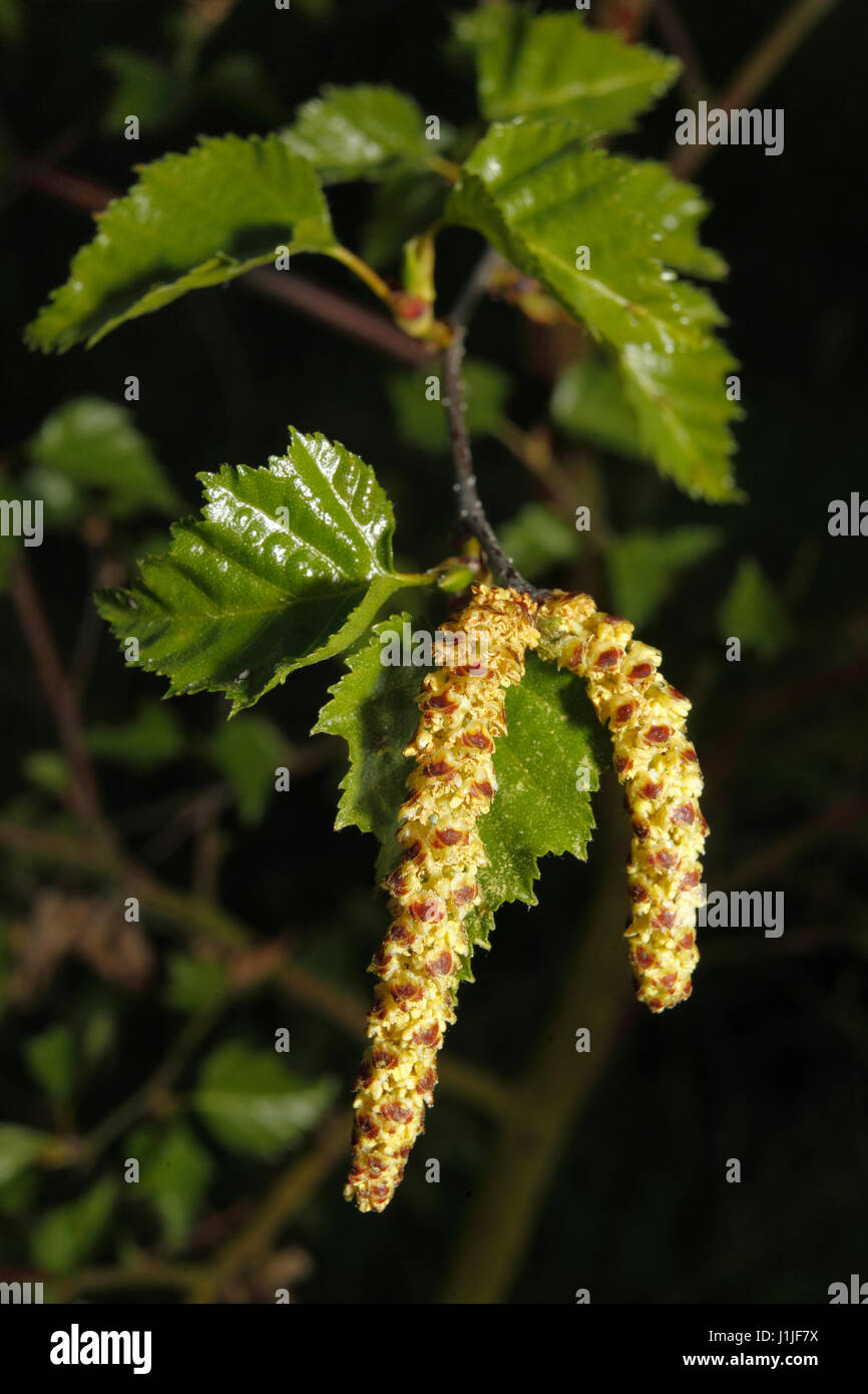 Common birch hi-res stock photography and images - Alamy