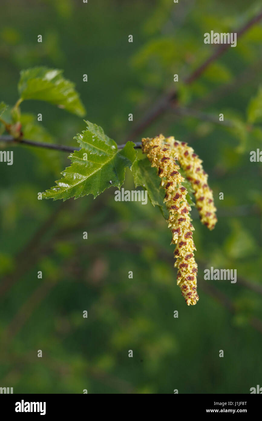 Common Birch Catkins Stock Photo - Alamy