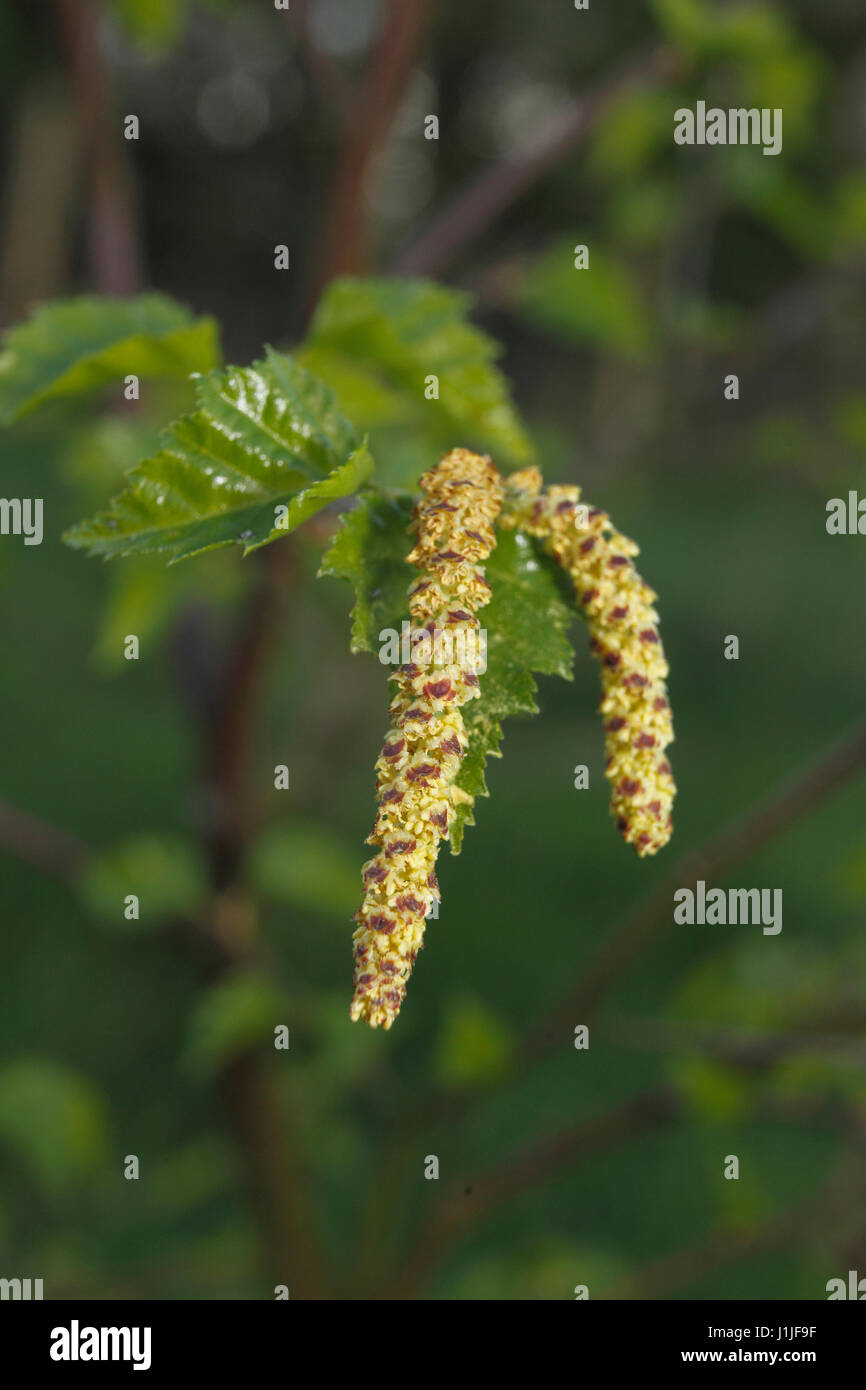 Common birch hi-res stock photography and images - Alamy