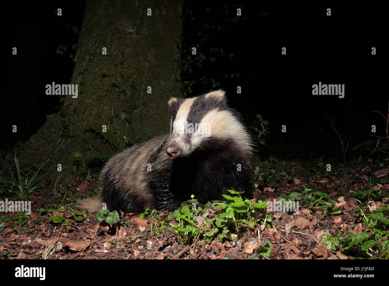 Camera trap badger hi-res stock photography and images - Alamy