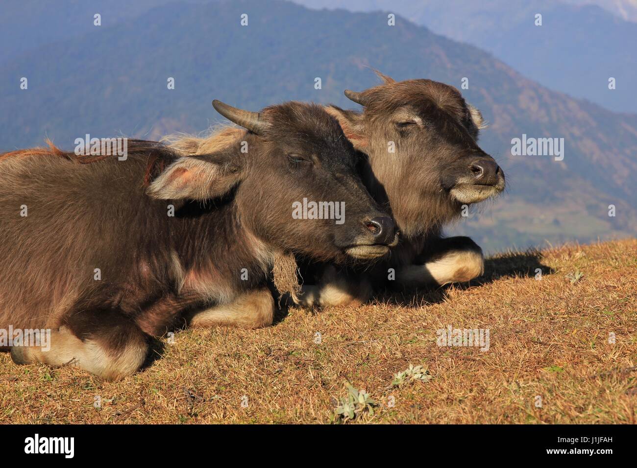 Buffalo farming in nepal hi-res stock photography and images - Alamy