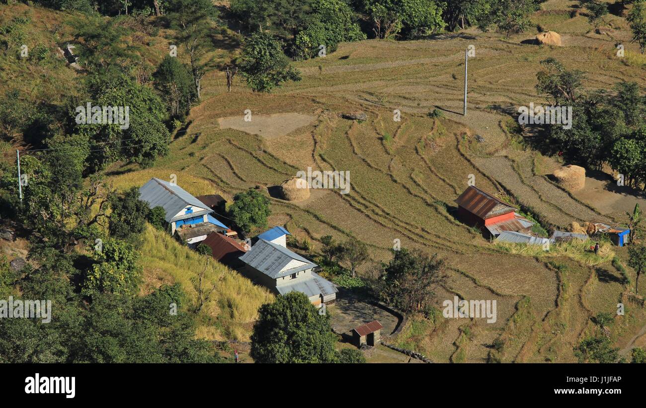 Rice paddy and farmhouses in the Annapurna Conservation Area, Nepal ...