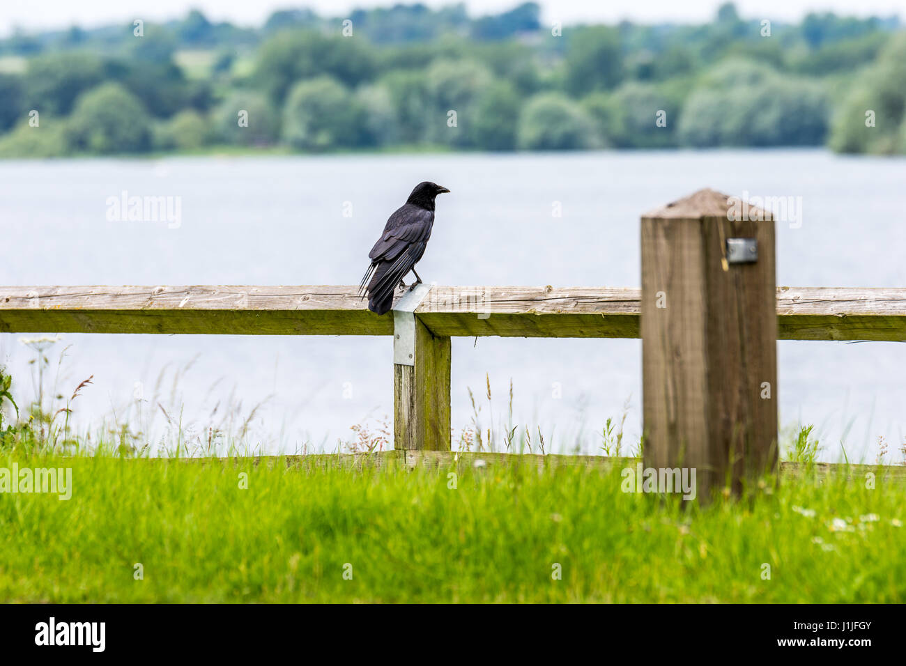 Day view of lonely Crow on lake fencing Stock Photo - Alamy