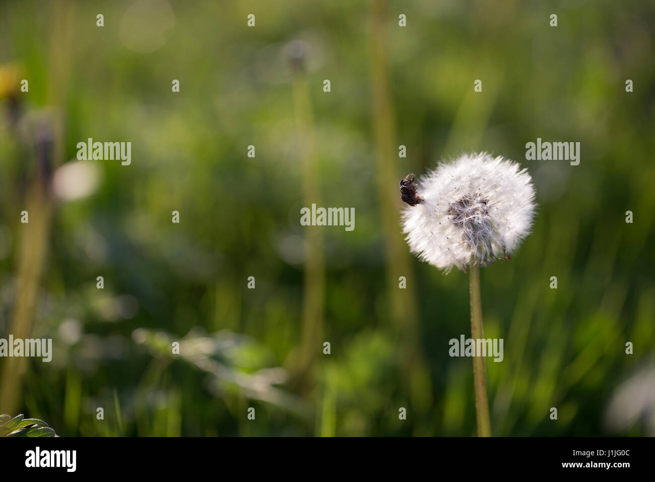 Asturias meadow wild flowers hi-res stock photography and images - Alamy
