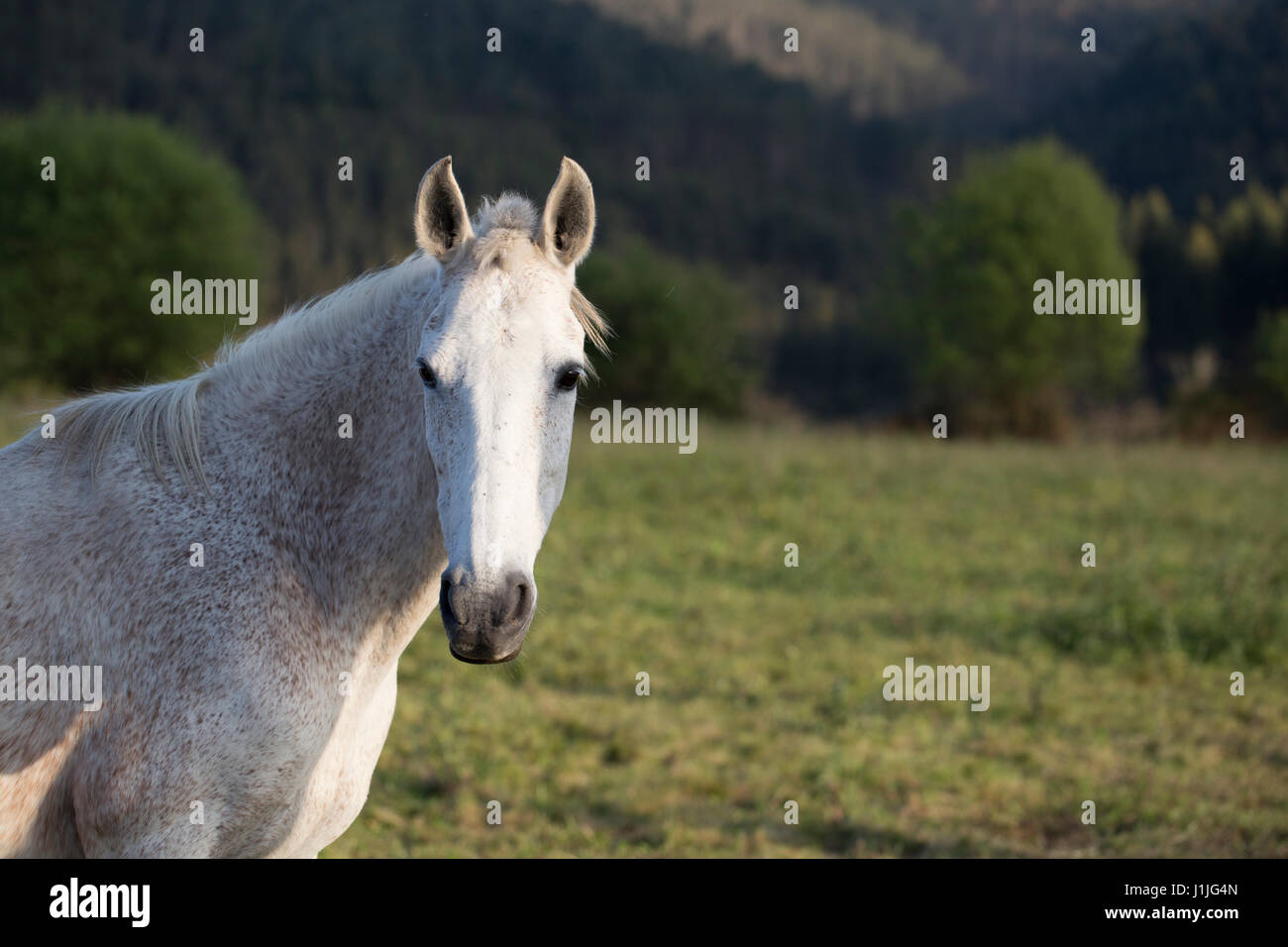 White mare hi-res stock photography and images - Alamy