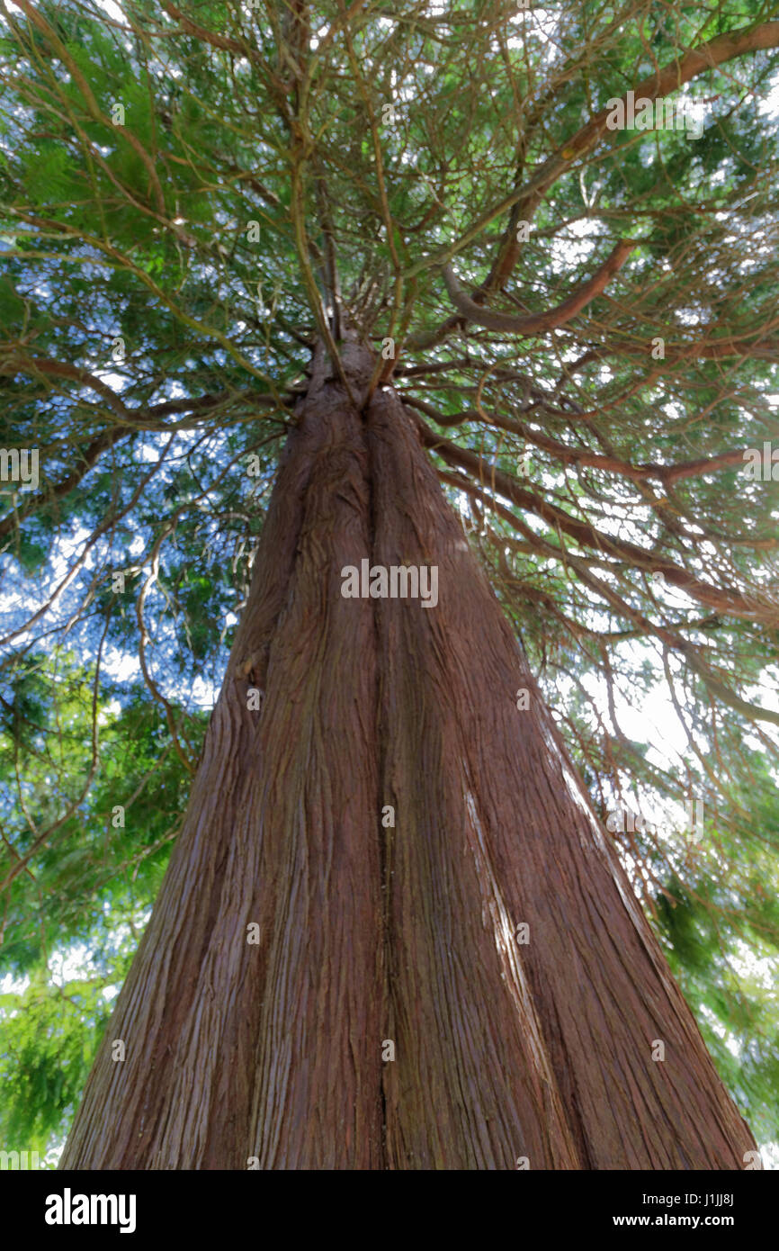 Looking up the trunk of a cedar tree Stock Photo - Alamy