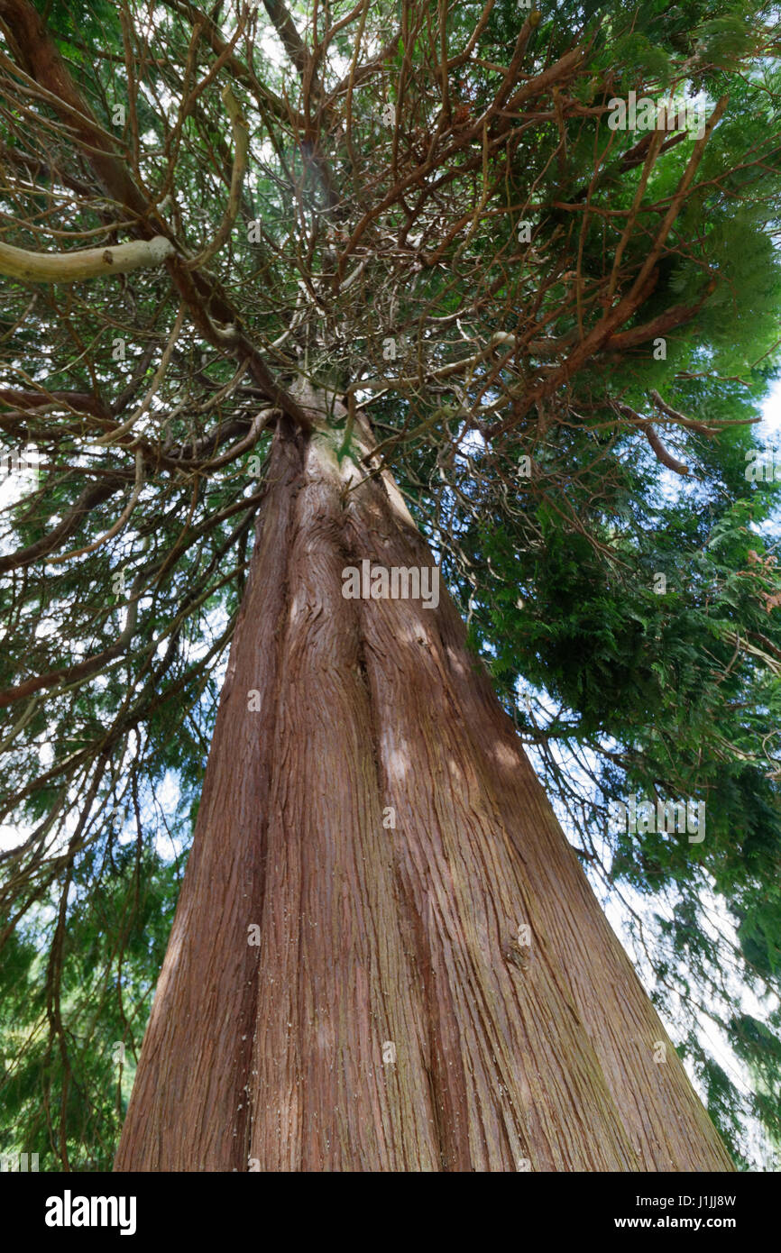 Looking up the trunk of a cedar tree Stock Photo - Alamy