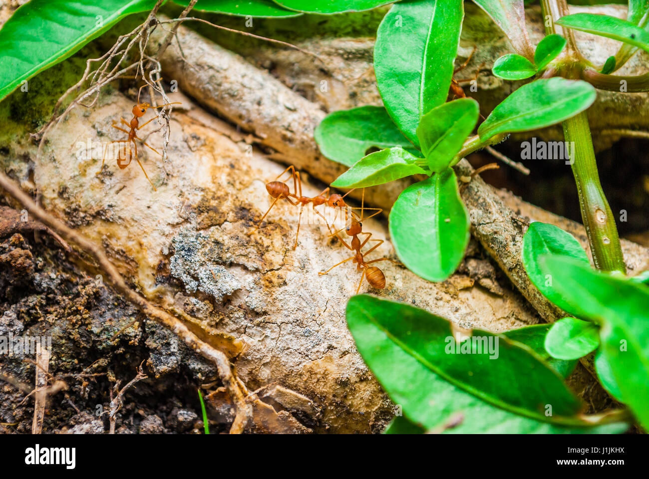 Closeup red ants fighting hi-res stock photography and images - Alamy