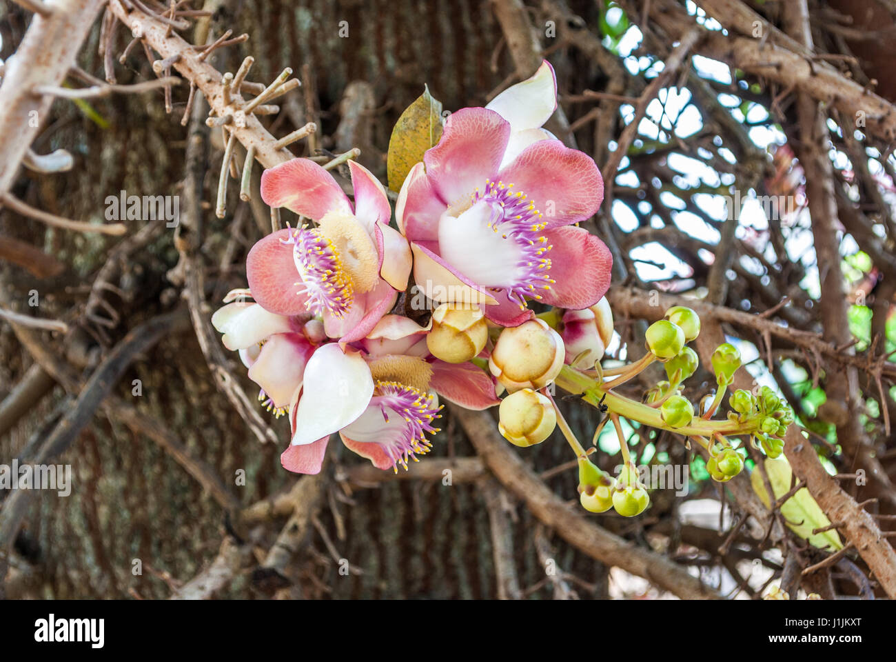 Shorea robusta hi-res stock photography and images - Alamy