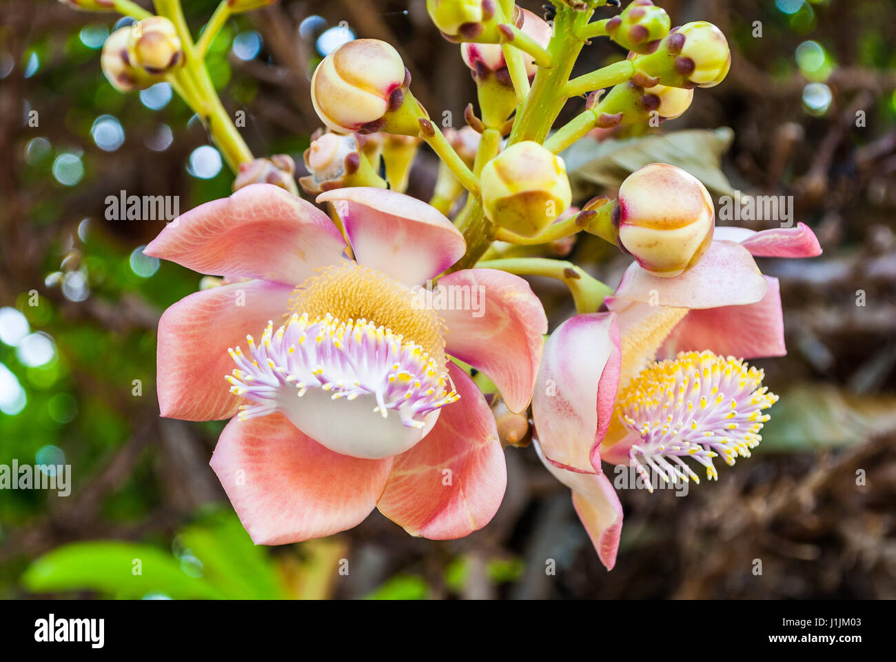 Shorea robusta hi-res stock photography and images - Alamy