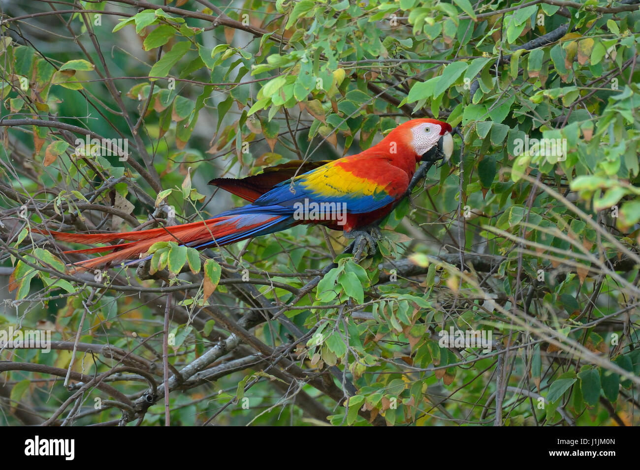 Guacamaya roja hi-res stock photography and images - Alamy