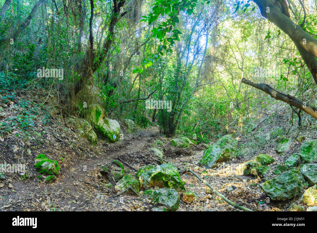 Lotem hi-res stock photography and images - Alamy