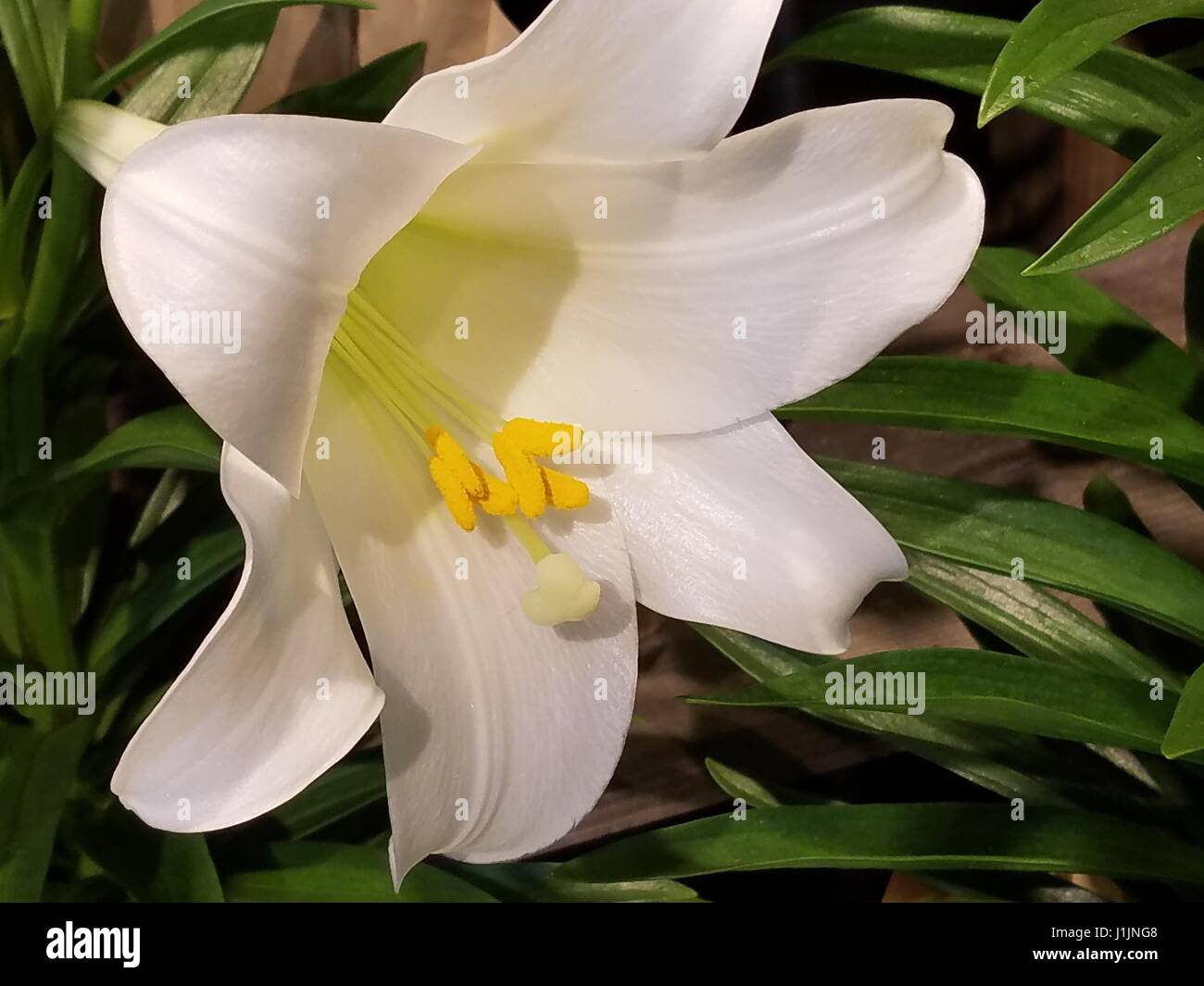 Lily bible hi-res stock photography and images - Alamy