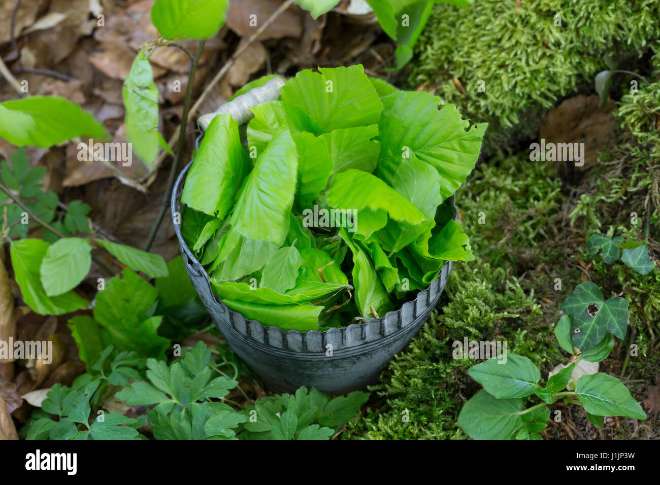 Buche, Rot-Buche, Rotbuche, Fagus sylvatica, Blätter werden gesammelt ...