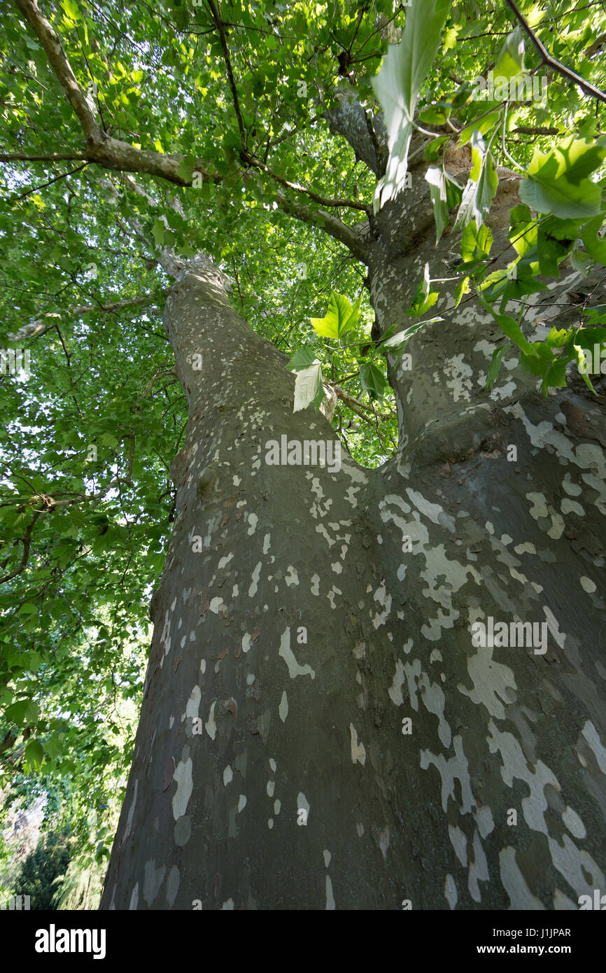 Ahornblättrige Platane, Bastard-Platane, Gewöhnliche Platane, Gemeine ...