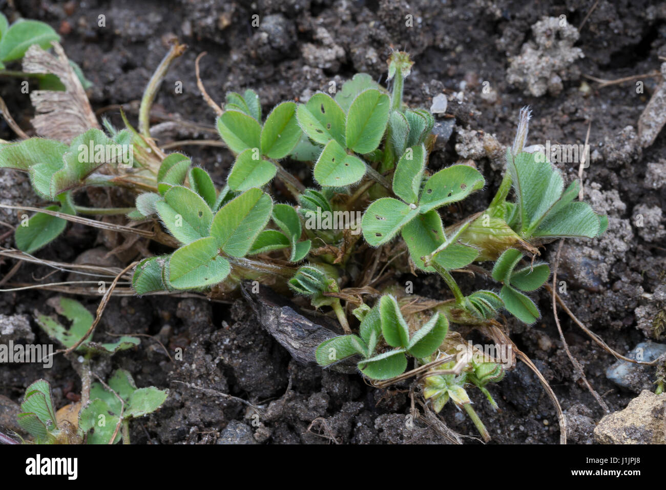Klee kleeblatt hi-res stock photography and images - Alamy