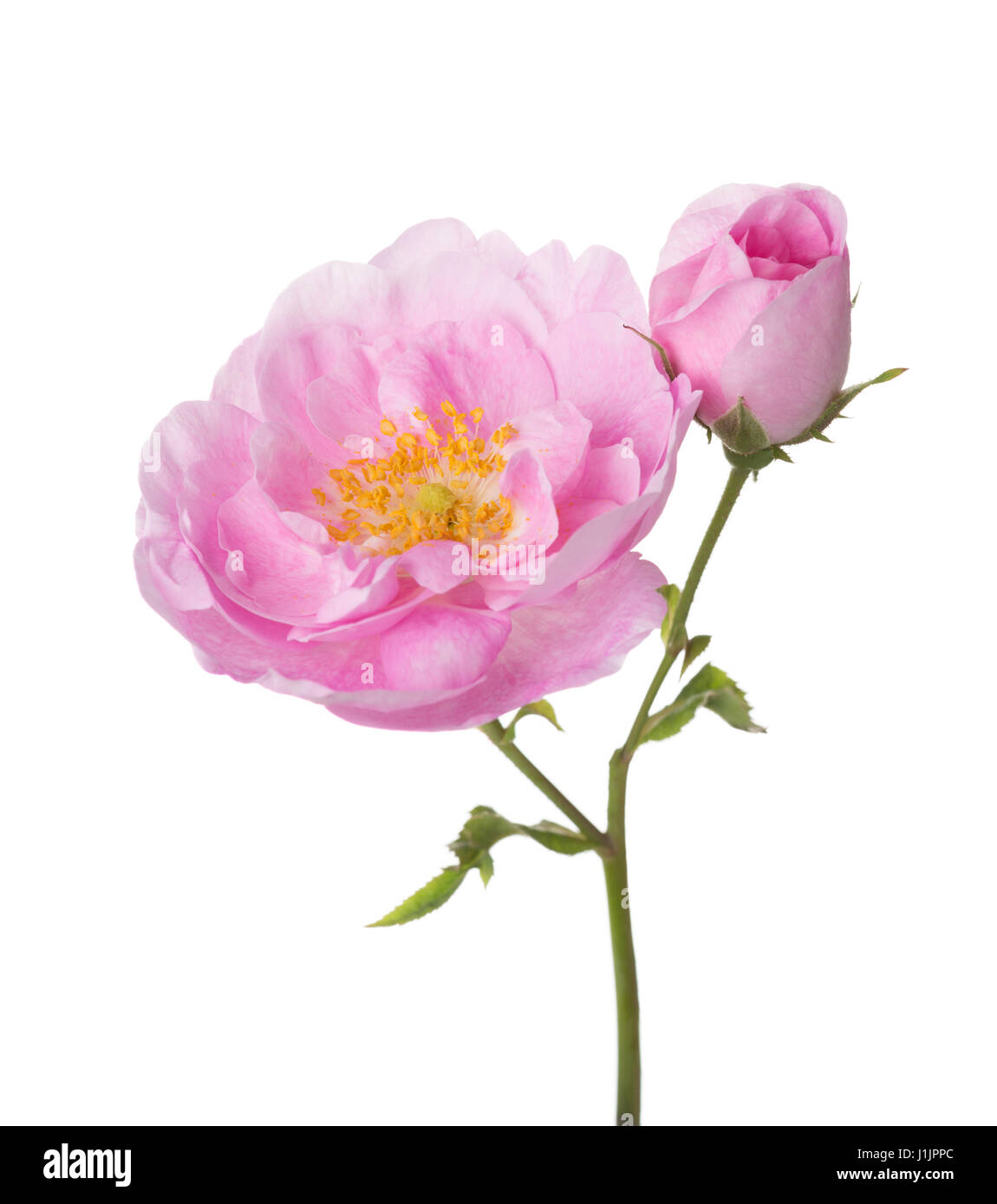 Pale pink roses on Cut Out Stock Images & Pictures - Alamy