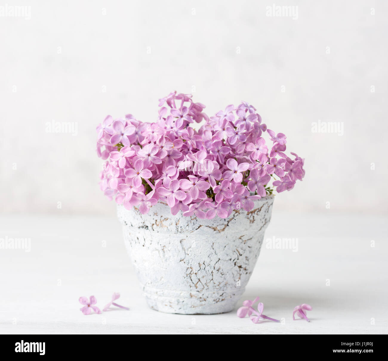 Syringa vulgaris lilac pot hi-res stock photography and images - Alamy