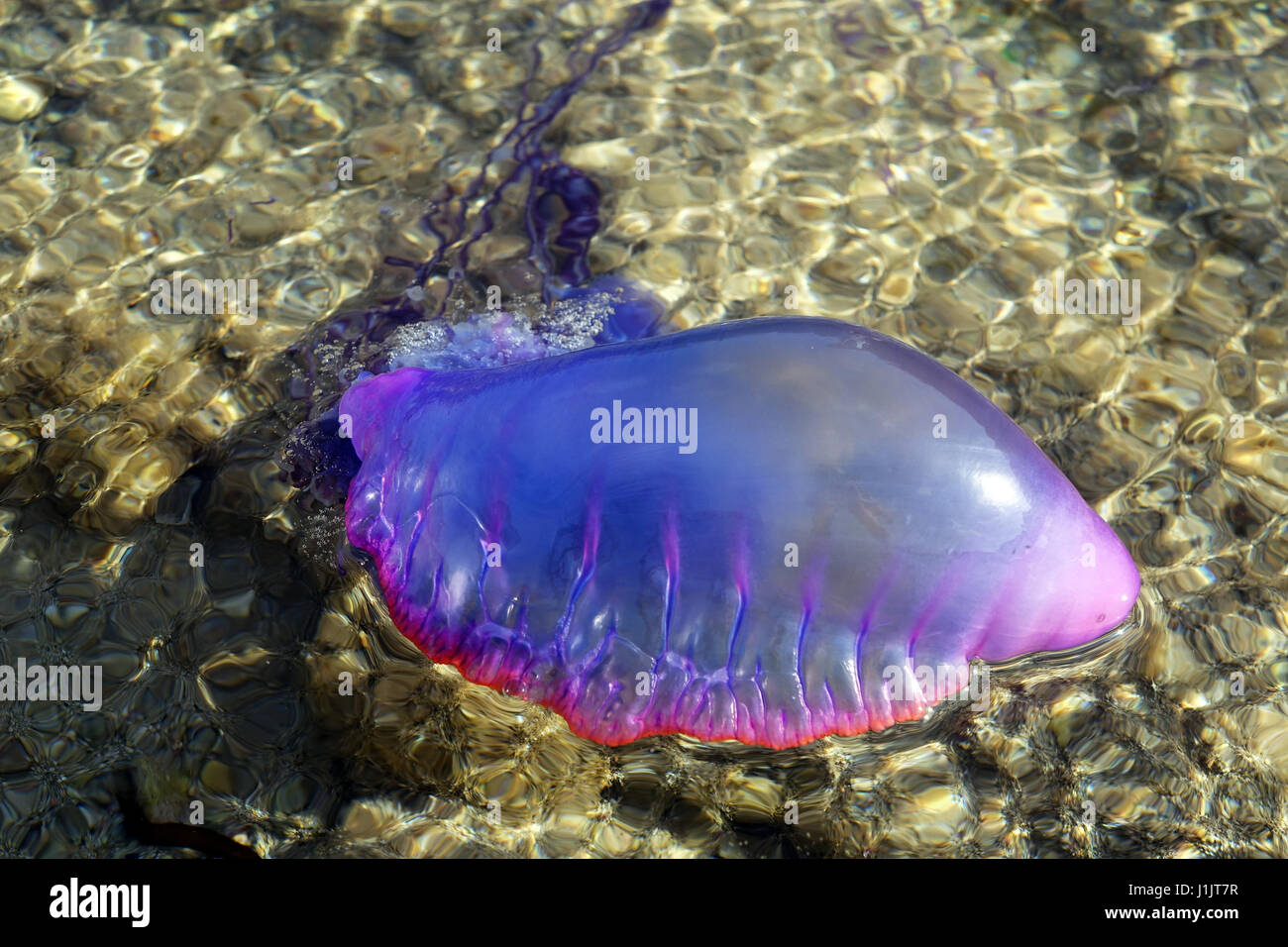 Portuguese man o war float on the surface of caribbean sea, Bonaire ...