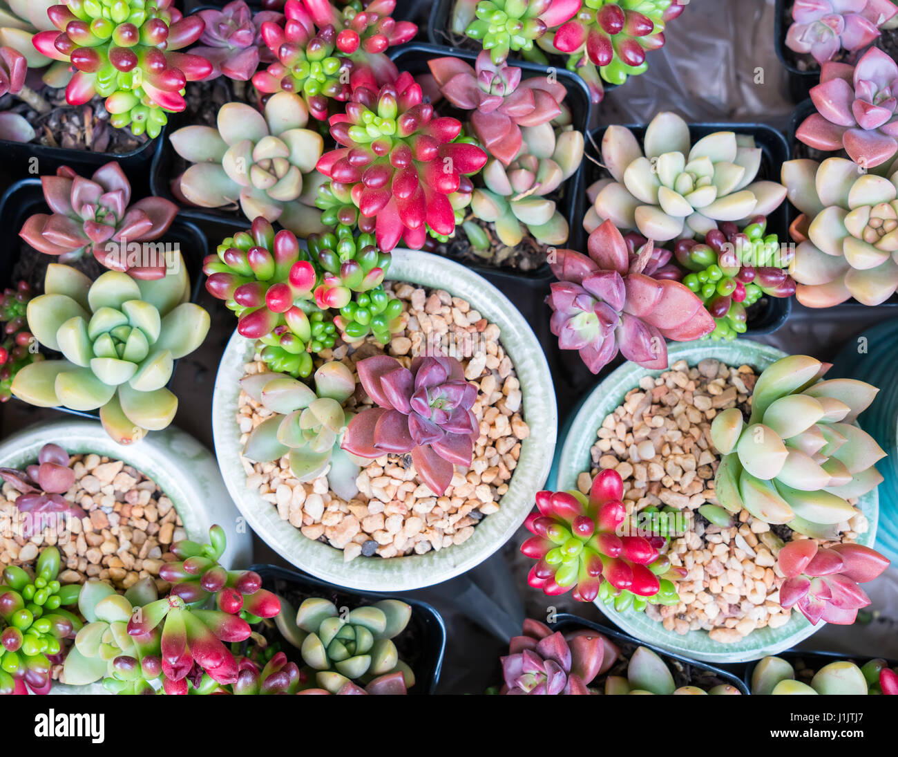 colorful Miniature succulent plants Stock Photo - Alamy