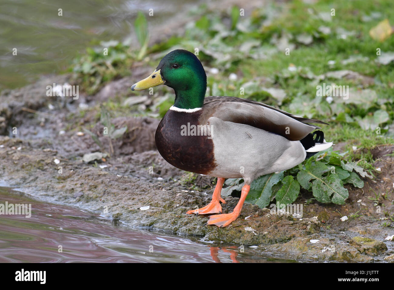 Ducks at Slimbridge Wildlife centre Stock Photo - Alamy