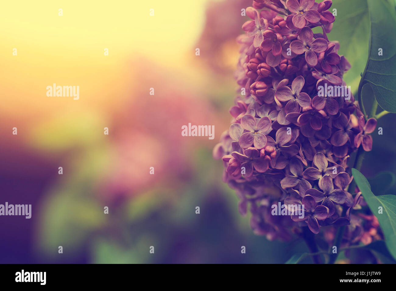 Violet lilac flower background hi-res stock photography and images - Alamy