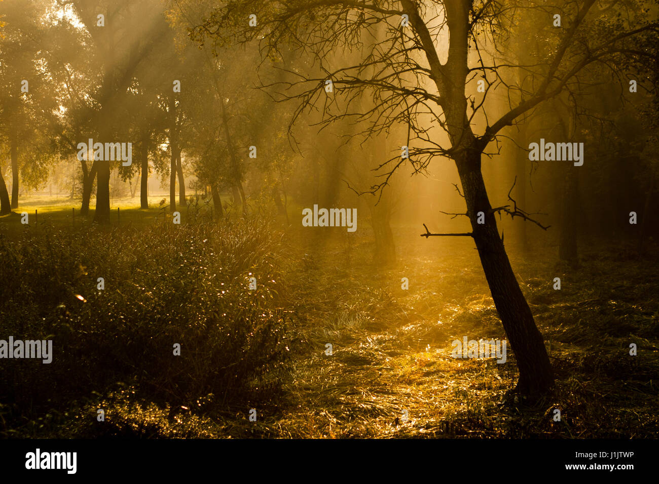 Landscape in autumn forest hi-res stock photography and images - Alamy
