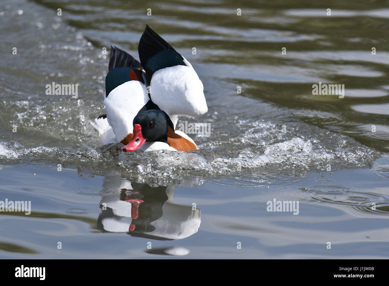 Ducks at Slimbridge Wildlife centre Stock Photo - Alamy