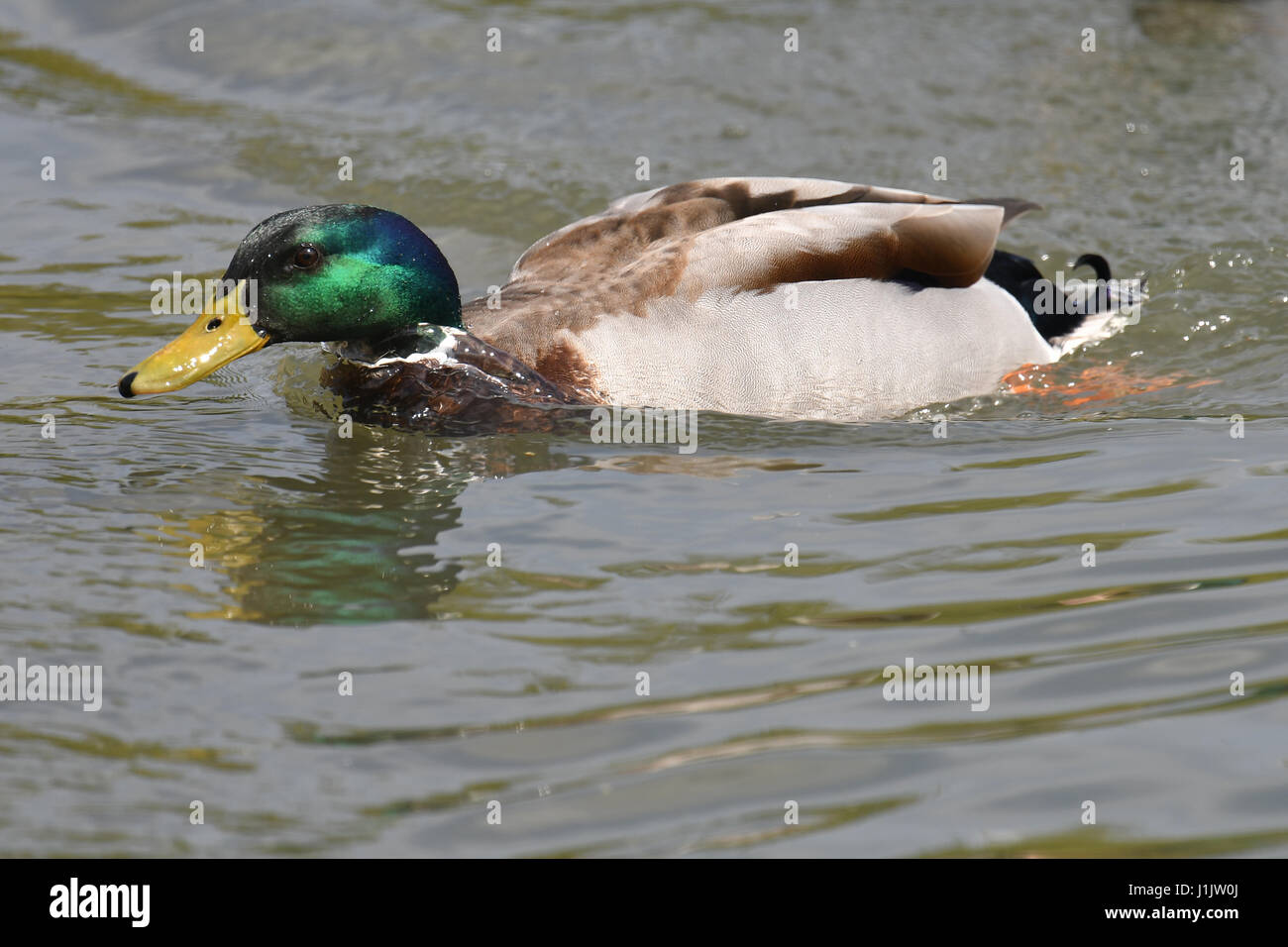 Ducks at Slimbridge Wildlife centre Stock Photo - Alamy