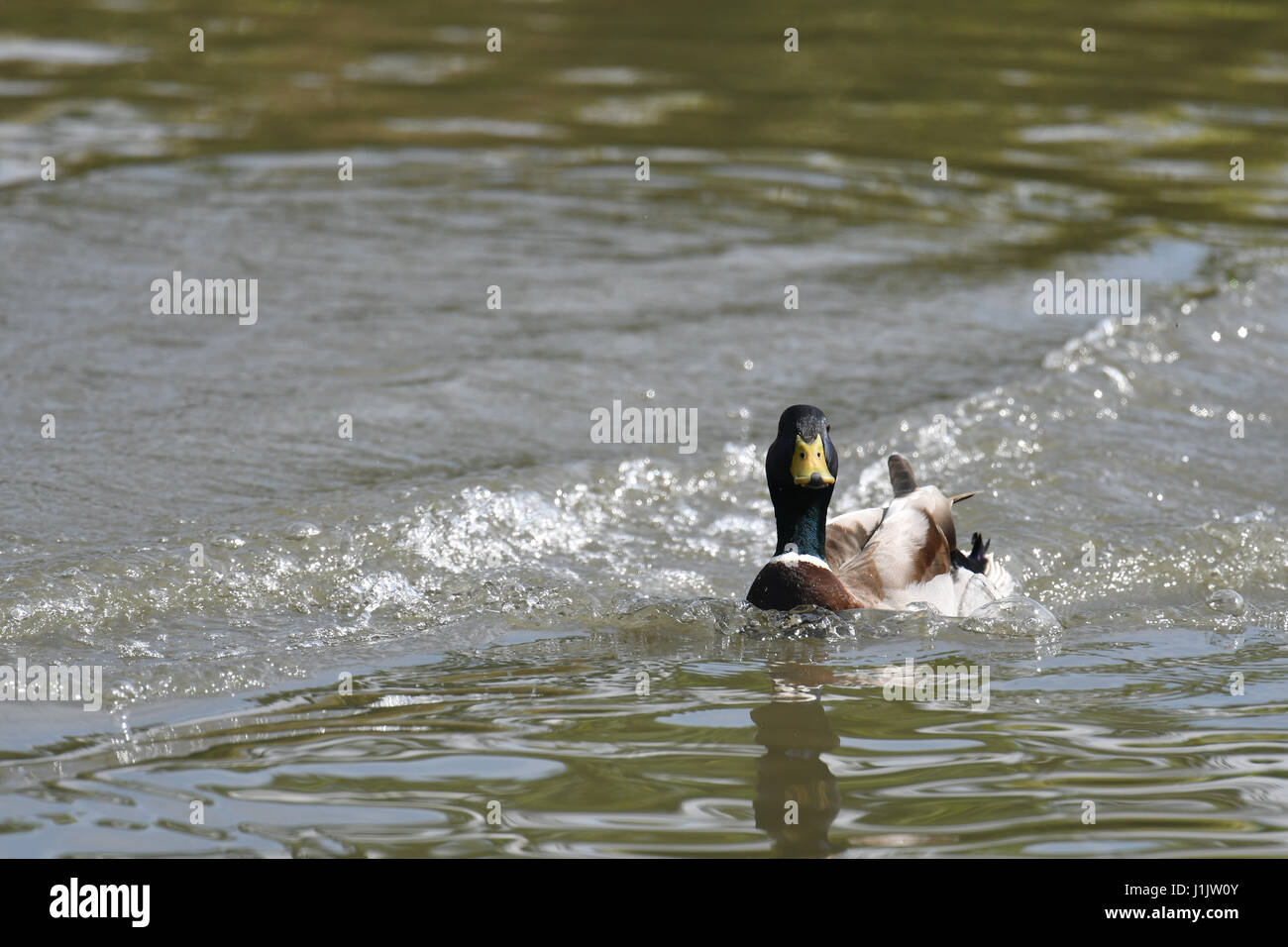 Ducks at Slimbridge Wildlife centre Stock Photo - Alamy