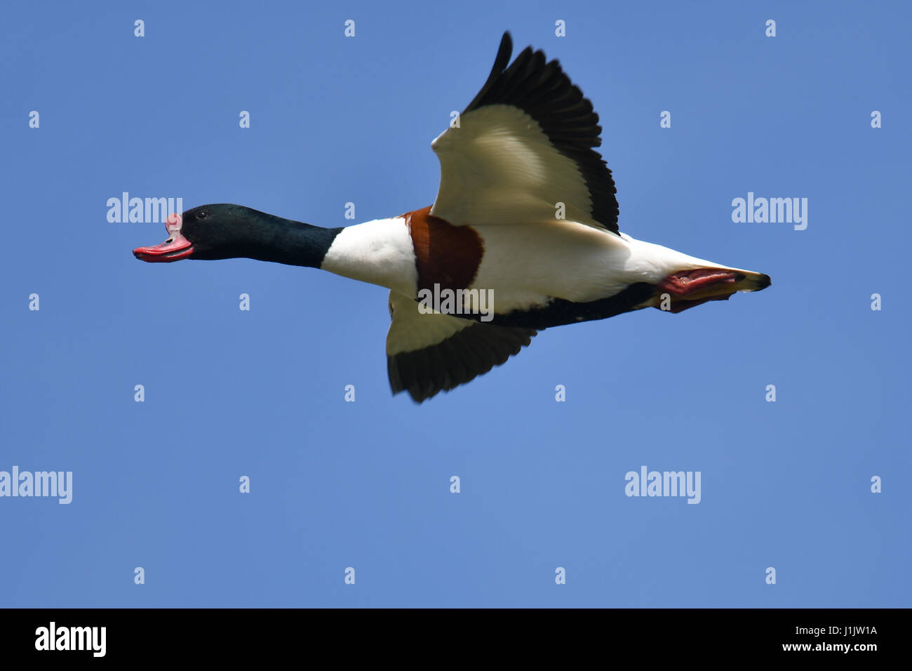 Ducks in flight Stock Photo - Alamy