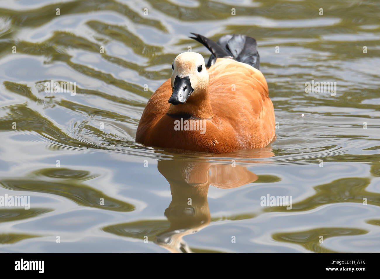 Ducks at Slimbridge Wildlife centre Stock Photo - Alamy