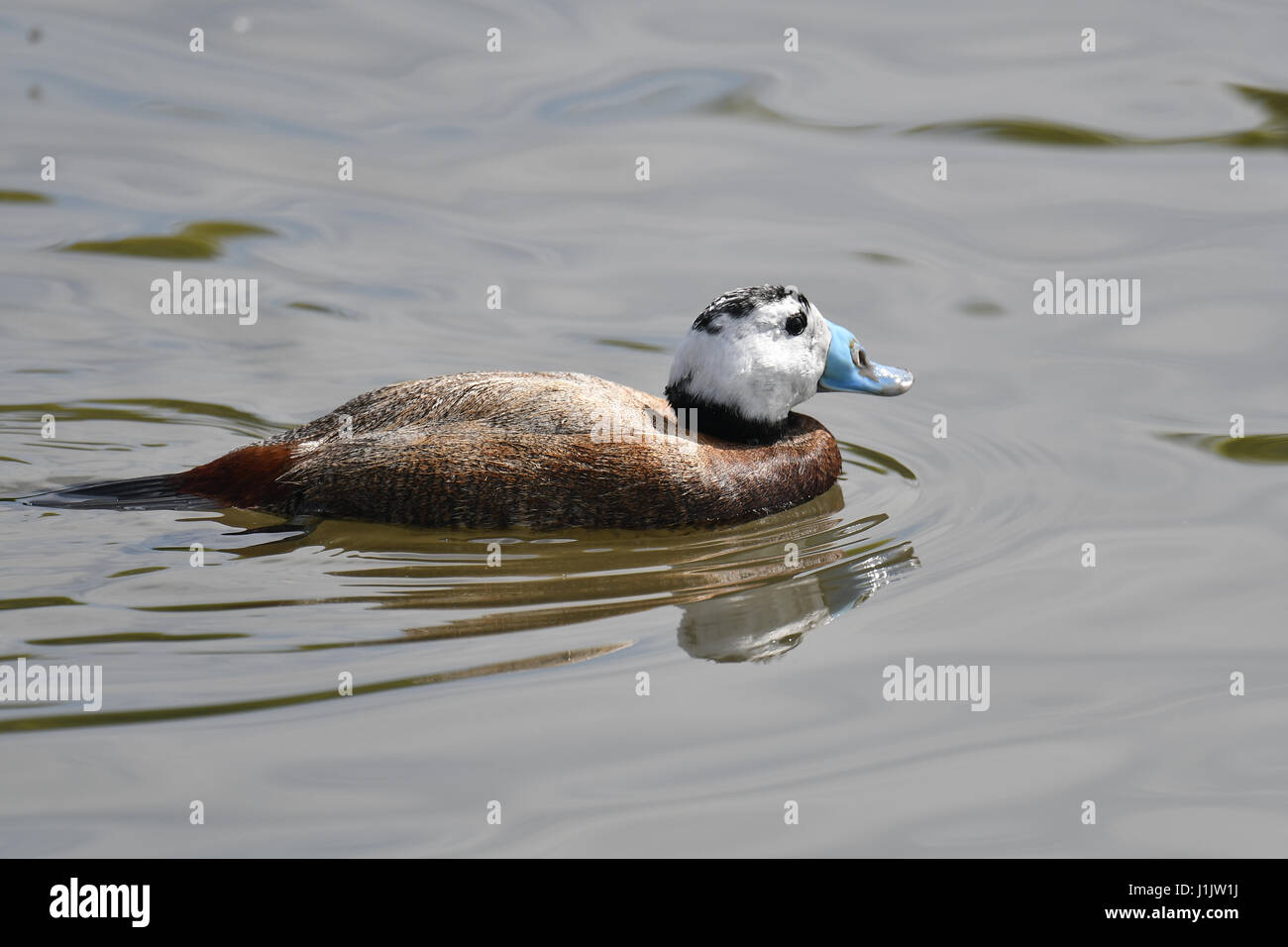 Ducks at Slimbridge Wildlife centre Stock Photo - Alamy