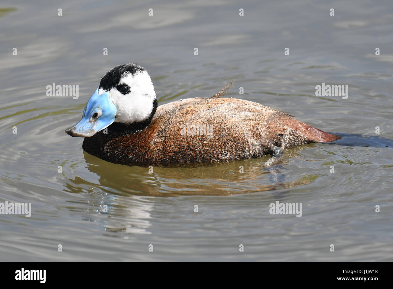 Ducks at Slimbridge Wildlife centre Stock Photo - Alamy