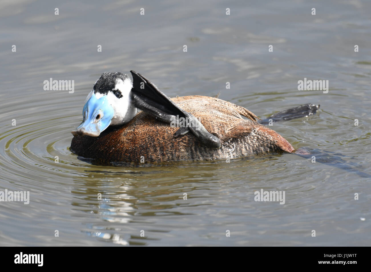 Ducks at Slimbridge Wildlife centre Stock Photo - Alamy