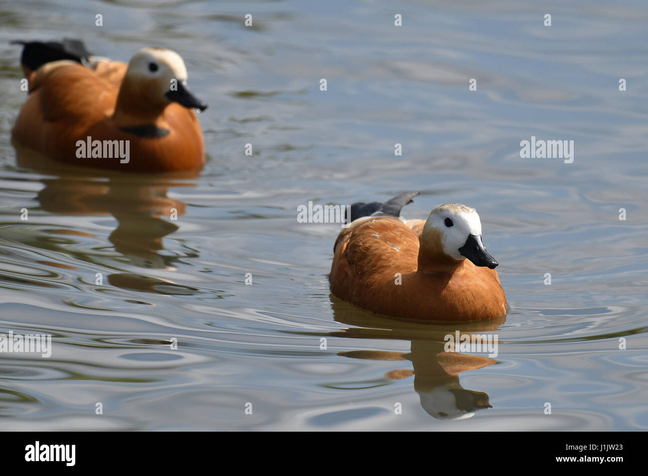 Ducks at Slimbridge Wildlife centre Stock Photo - Alamy