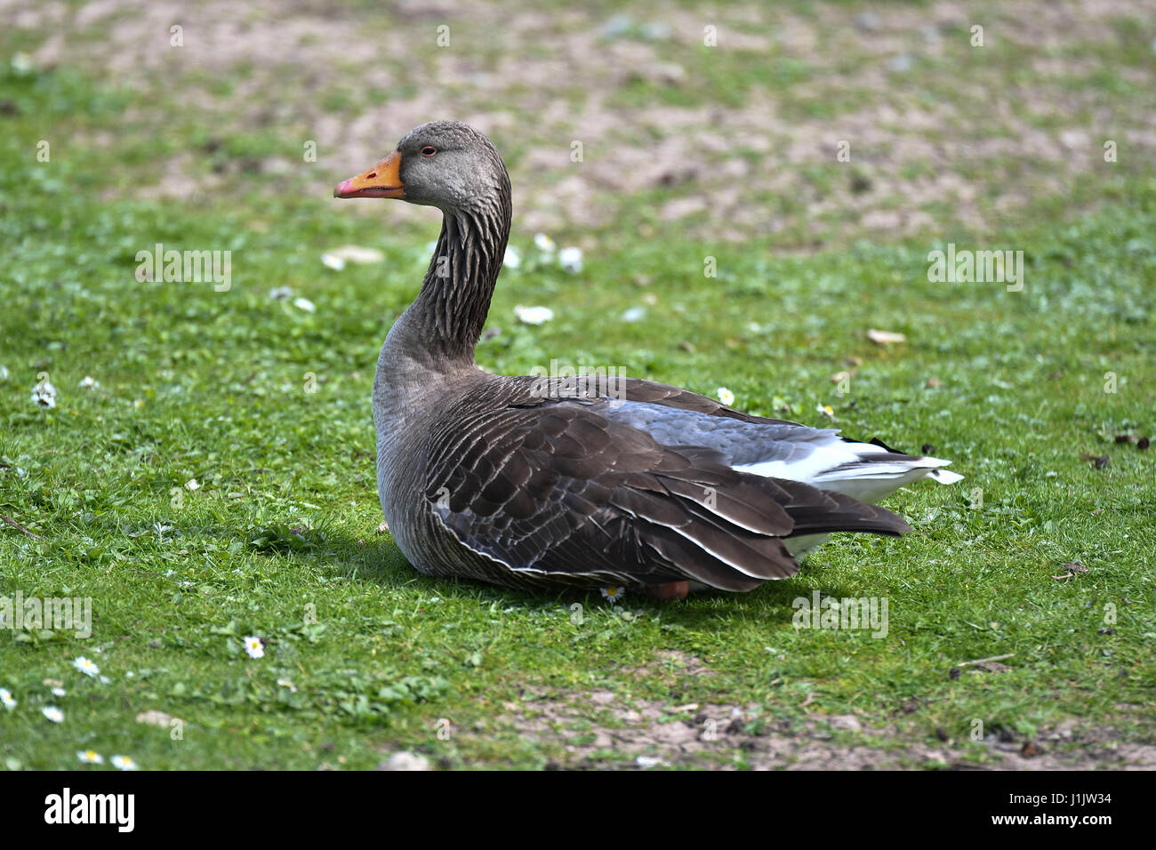 Gesse hi-res stock photography and images - Alamy